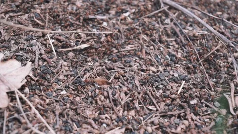 Anthill with ants in spring forest | Stock Video | Pond5