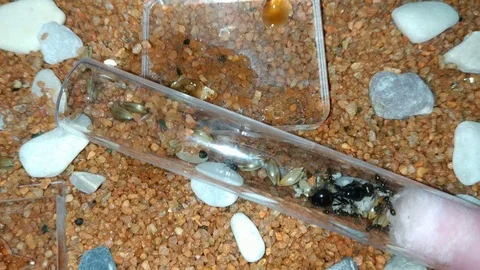 Anthill in captivity: in the newly intro... | Stock Video | Pond5