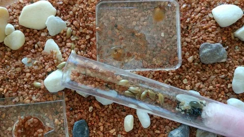 Anthill in captivity: in the newly intro... | Stock Video | Pond5