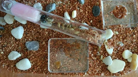 Anthill in captivity: in the newly intro... | Stock Video | Pond5