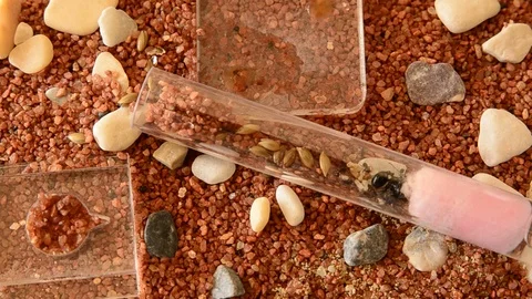 Anthill in captivity: in the newly intro... | Stock Video | Pond5