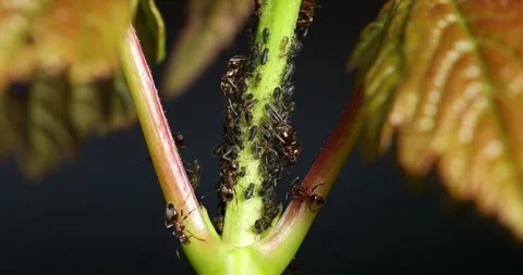 Ants and aphids on a young maple tree | Stock Video | Pond5