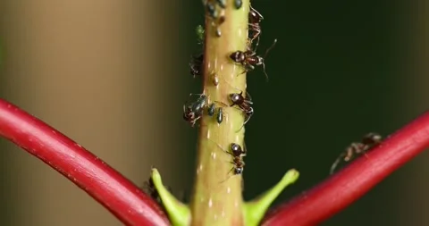 Ants and aphids on a young maple tree | Stock Video | Pond5