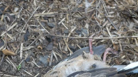 Ants and Blowfly On A Bird Corpse Laying... | Stock Video | Pond5