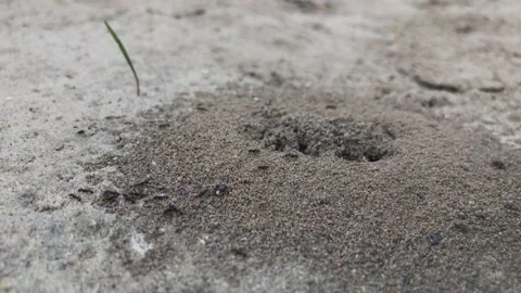 Ants and bugs run on the ground 4K. | Stock Video | Pond5