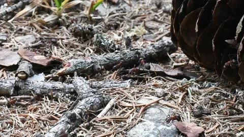 Ants on the anthill, time lapse, Mountai... | Stock Video | Pond5