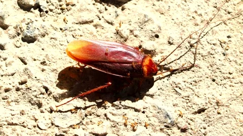 Ants are biting cockroach on ground , ou... | Stock Video | Pond5