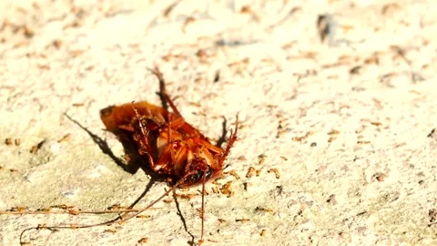 Ants are biting cockroach on ground , ou... | Stock Video | Pond5