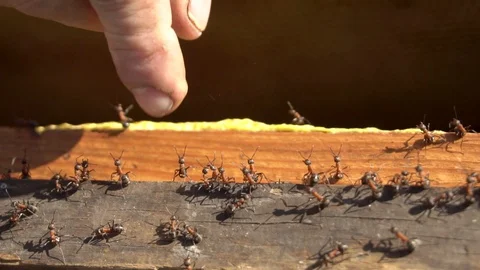 ants in a bee hive, ants are attacking t... | Stock Video | Pond5