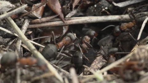Ants build an anthill | Stock Video | Pond5