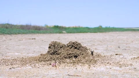 Ants build anthills on salt marsh | Stock Video | Pond5