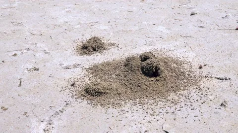 Ants Build Anthills On The Solonets Stock Video Pond5