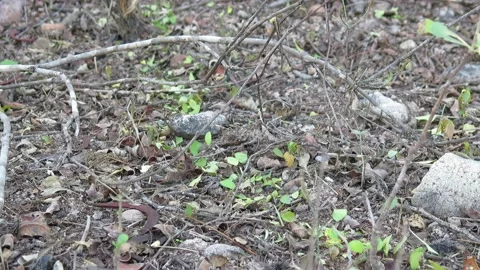 Ants Carry Leaves Along Ant Highway In F... | Stock Video | Pond5