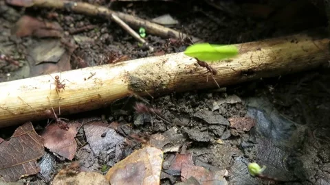 Ants Carry Leaves Along Ant Highway Rain... | Stock Video | Pond5