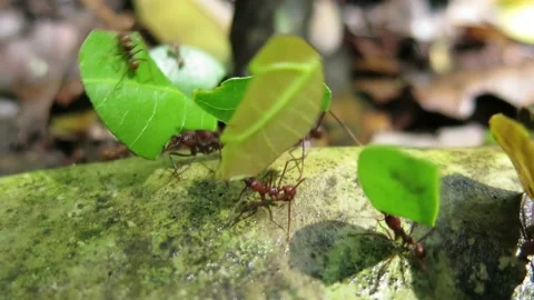 Ants Carry Leaves Along Ant Highway Jung... | Stock Video | Pond5