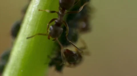 Ants communicate using their antennas | Stock Video | Pond5