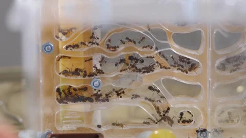 Ants crawl inside transparent box with m... | Stock Video | Pond5