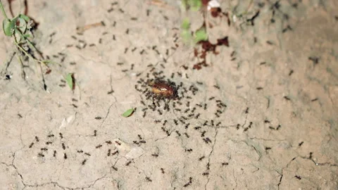 Ants eat bugs team hunting | Stock Video | Pond5