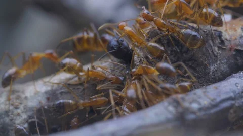 Ants eat nectar from branches of trees. ... | Stock Video | Pond5