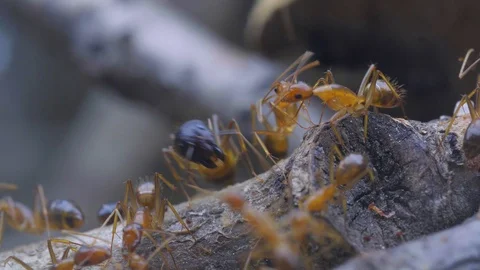 Ants eat nectar from branches of trees. ... | Stock Video | Pond5