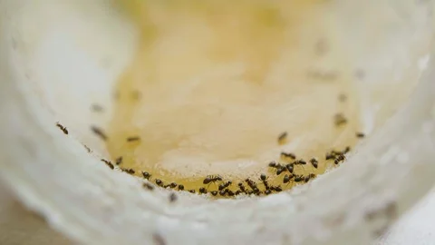 Ants eat the sweet honey from jar in the... | Stock Video | Pond5