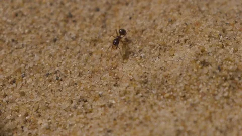 Ants in formicarium running around and c... | Stock Video | Pond5