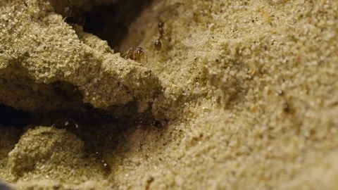 Ants in formicarium running around and c... | Stock Video | Pond5