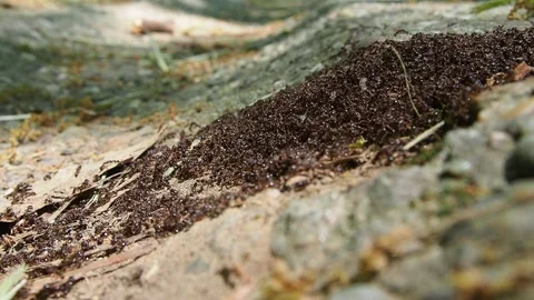 Ants Formicidae, family of insects from ... | Stock Video | Pond5