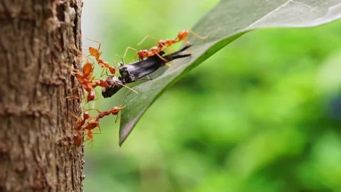 Ants help to carry food, Ant bridge unit... | Stock Video | Pond5