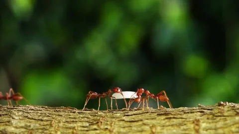 Ants help to carry food, Concept team wo... | Stock Video | Pond5