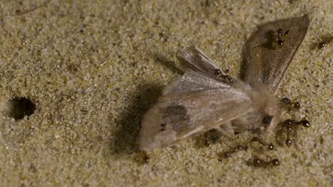 Ants hunting and biting the moth. | Stock Video | Pond5