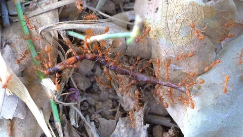 Ants insect teamwork concept, ants trans... | Stock Video | Pond5