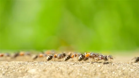 Ants Marching On Forest Path | Stock Video | Pond5
