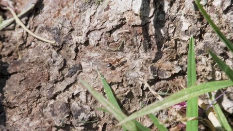 Ants Moving Across Bark Wood Tree Throug... | Stock Video | Pond5