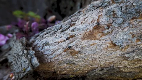 Ants Moving Across Log Branch Tree Wood ... | Stock Video | Pond5
