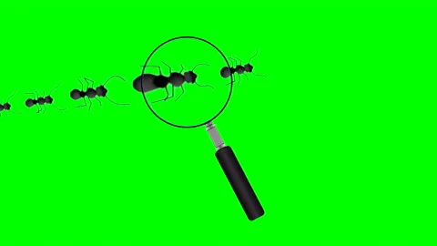 Ants passing under a magnifying glass gr... | Stock Video | Pond5