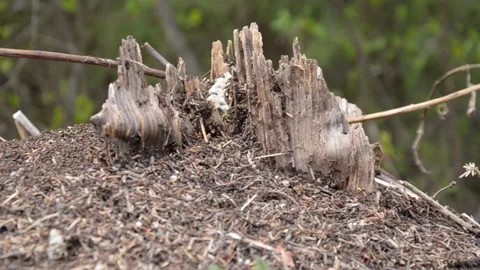 Ants run in an anthill, the movement of ... | Stock Video | Pond5
