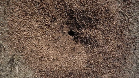 Ants scurrying around a desert anthill | Stock Video | Pond5