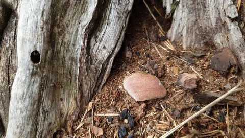 Ants in the stump. Big ants. Red ants. | Stock Video | Pond5