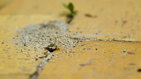 Ants try to drag dead bugs down into the... | Stock Video | Pond5
