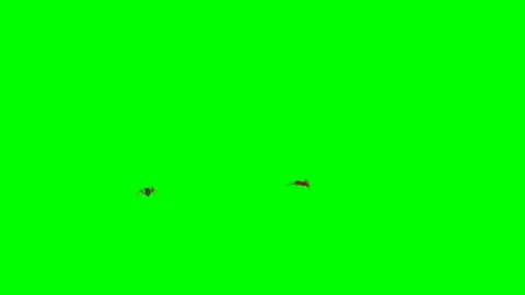 Ants On Green Screen Stock Videos – Royalty-Free HD & 4K Videos