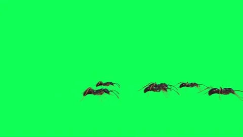 Ants Walking on Green Screen 02 | Stock Video | Pond5