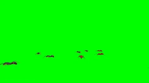 Ants Walking on Green Screen 03 | Stock Video | Pond5