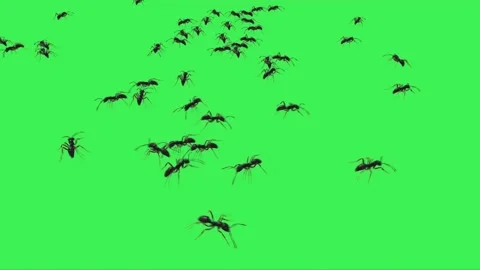 Ants Walking on Green Screen 08 | Stock Video | Pond5