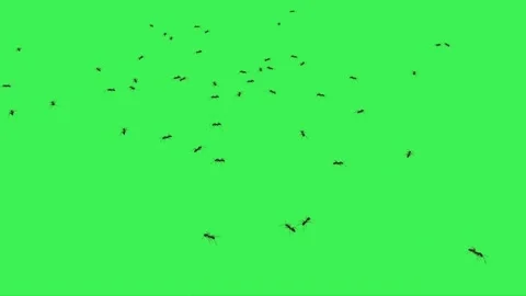 Ants Walking on Green Screen 10 | Stock Video | Pond5