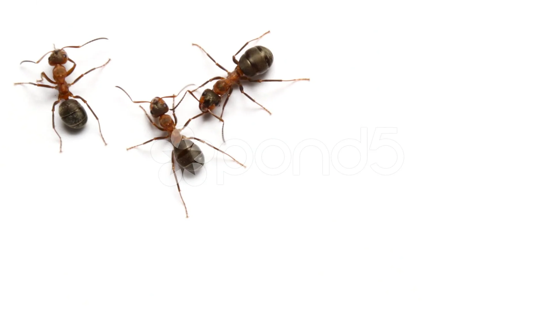 Wallpaper Macro Ant 1920 Buzz Kill: Our Best Weapons Against