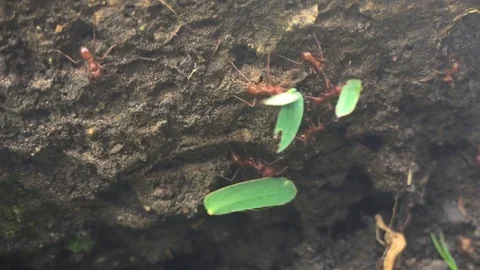 ants working together carrying leafs | Stock Video | Pond5
