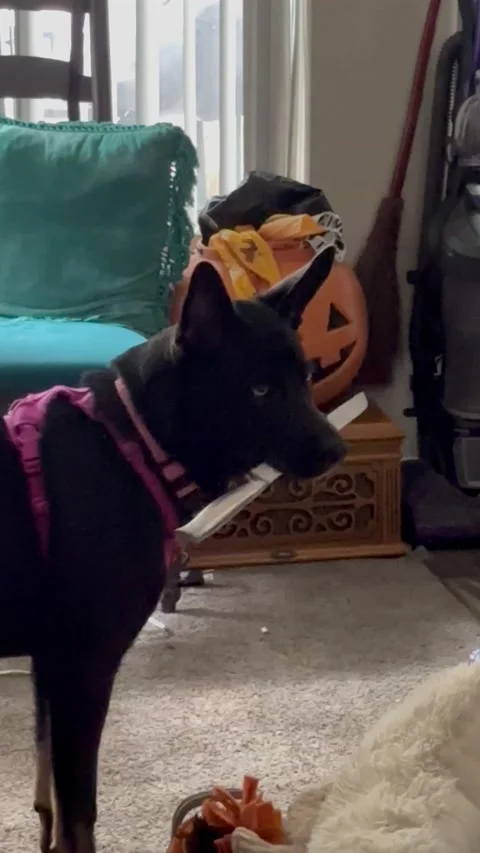 Anything That Ca Stock Videos – Royalty-Free HD & 4K Videos