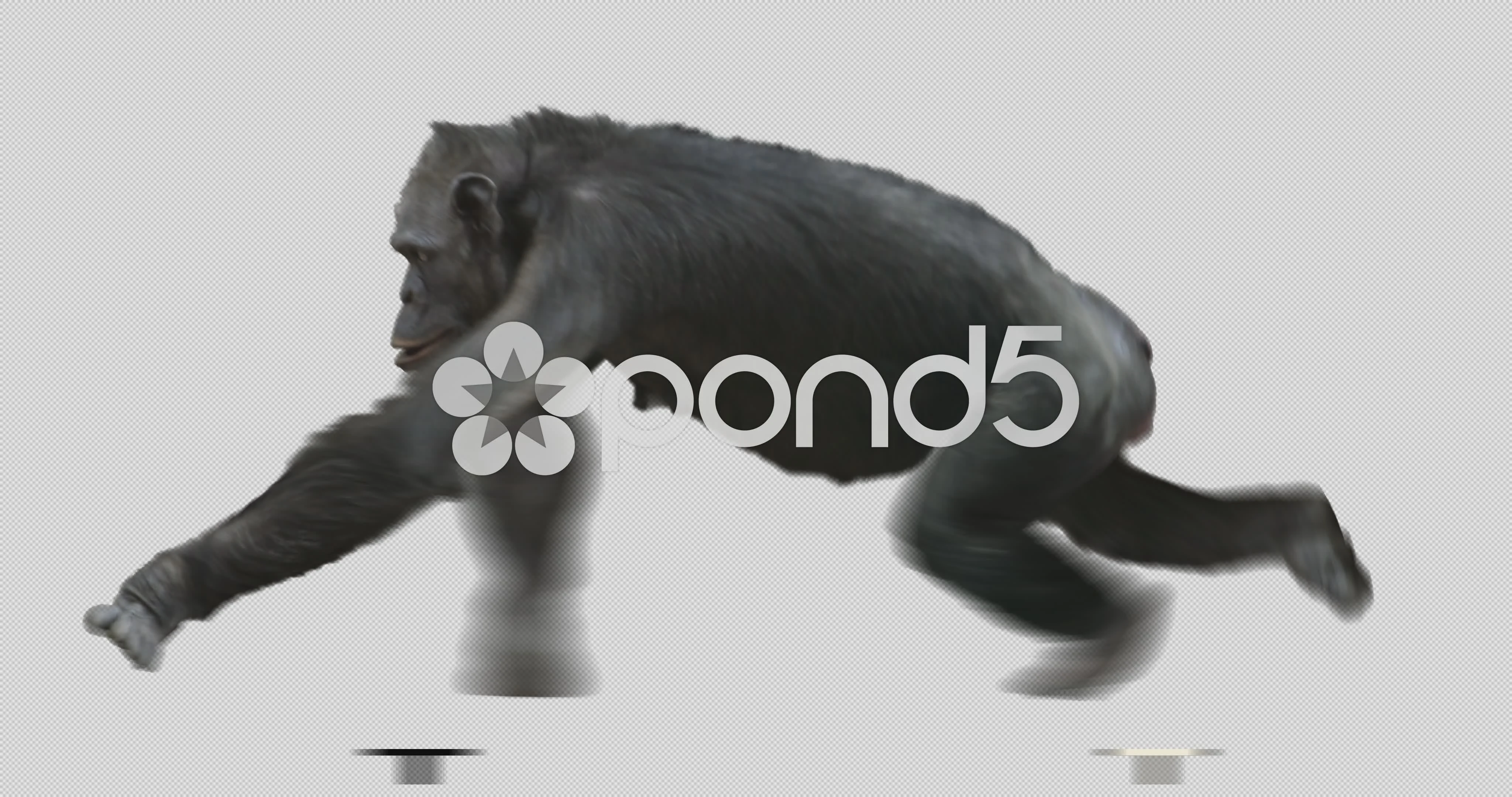 Chimpanzee Running