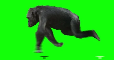 Ape Chimpanzee Running. Green screen. | Stock Video | Pond5